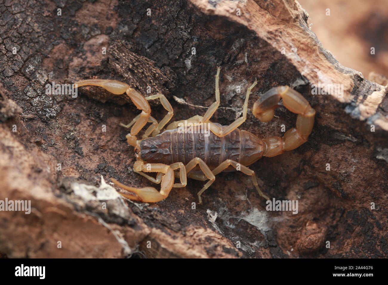 Chinese Scorpion Symbol
