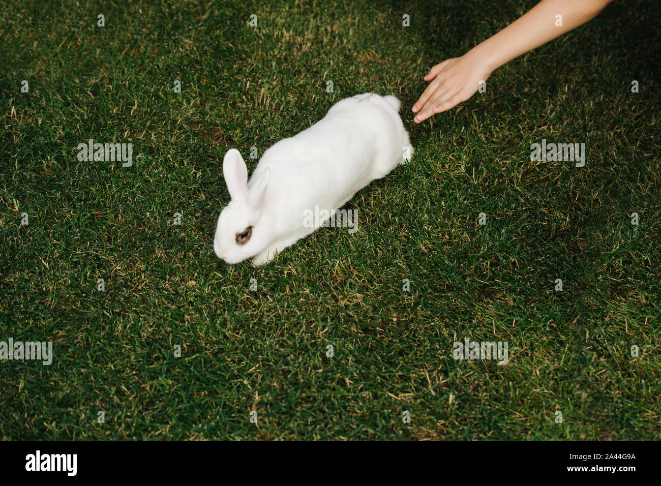 Woman's hand reaching for a white furry bunny rabbit on a green lawn ...