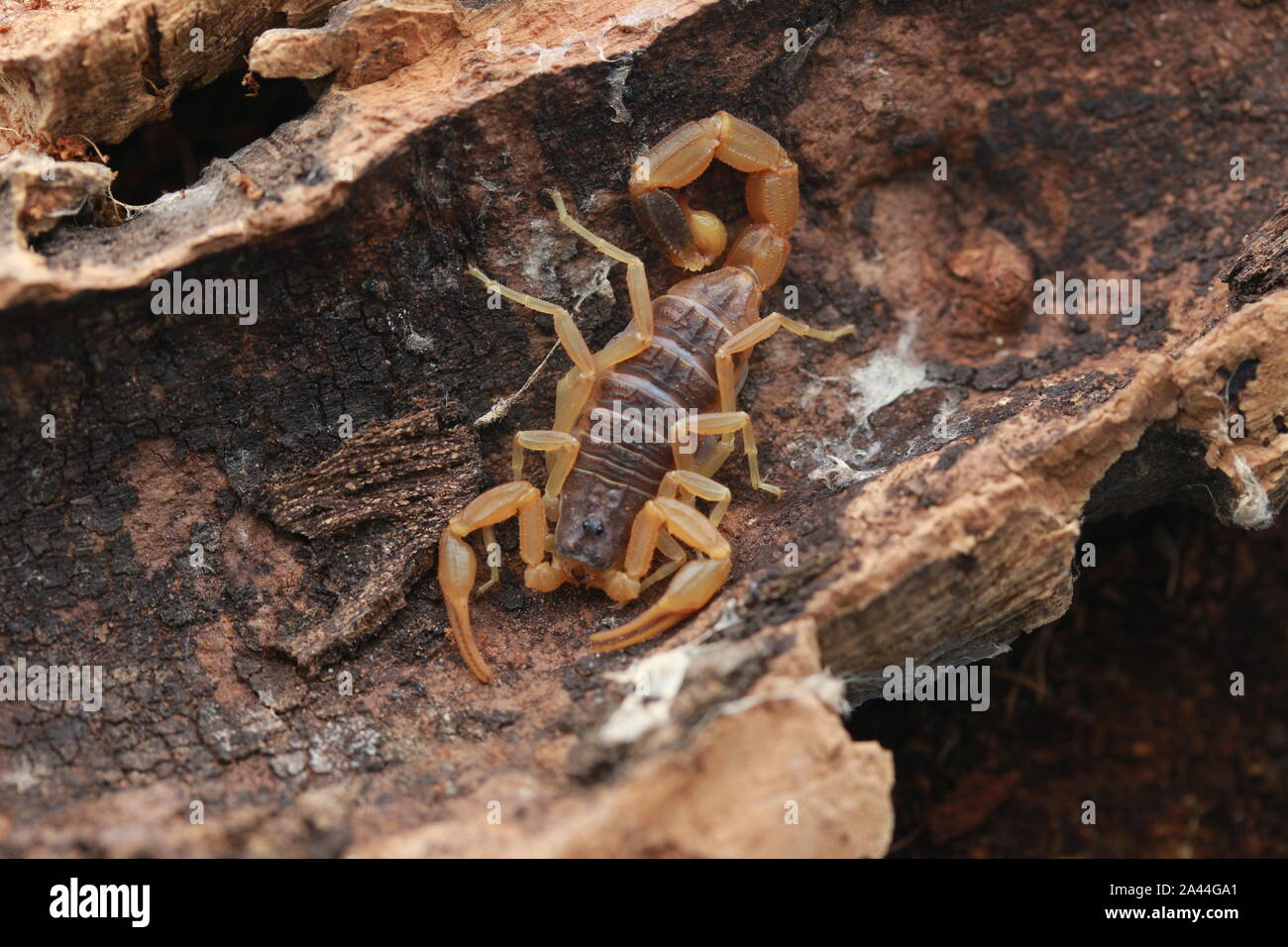 Chinese golden scorpion hi-res stock photography and images - Alamy