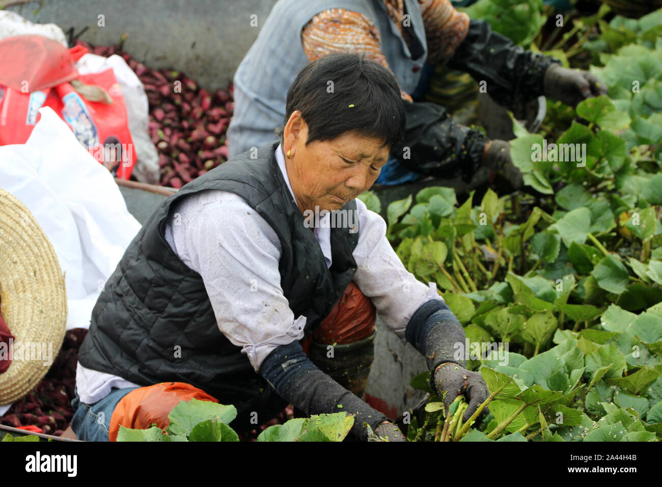 Farmers are harvesting water chestnut in Huai'an city, east China's ...