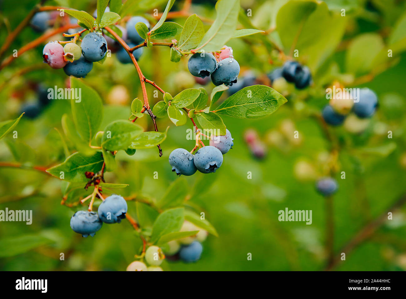 Swamp blueberries hi-res stock photography and images - Alamy