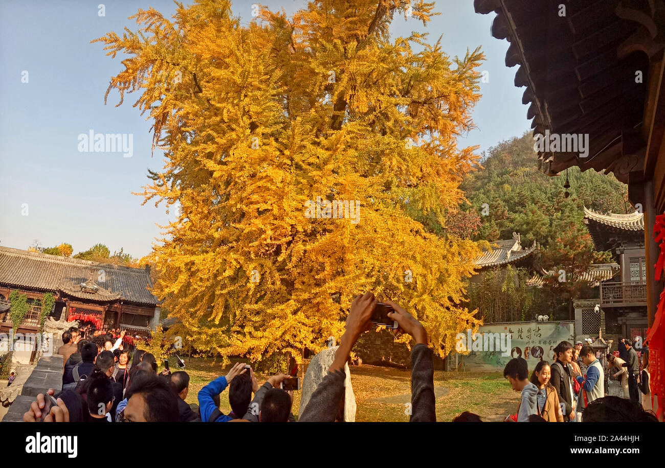 Tourists view the ancient ginko tree with golden leaves at the Ancient ...