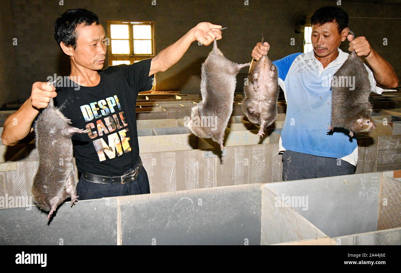 China bamboo rat hi-res stock photography and images - Alamy