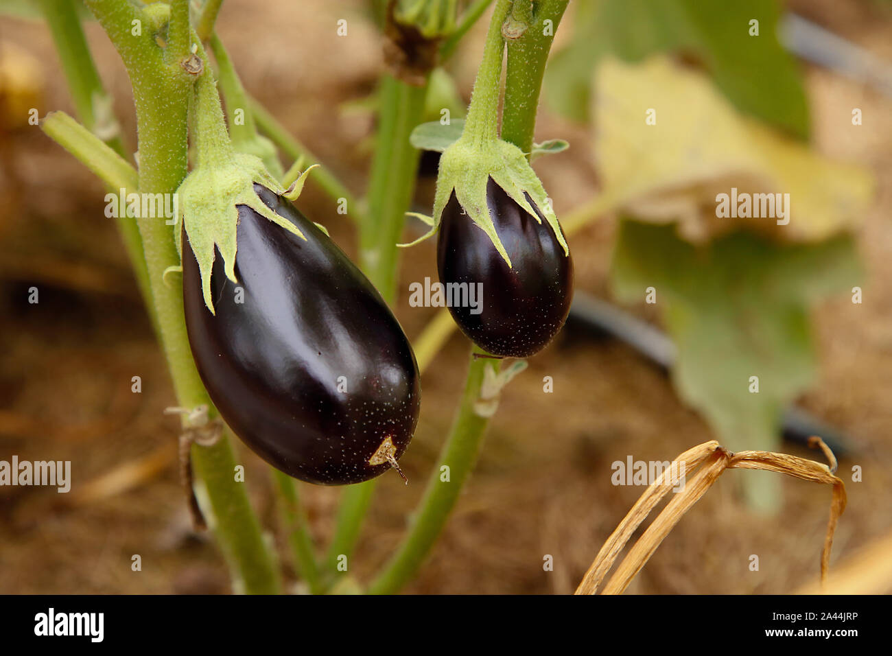 Small Eggplant High Resolution Stock Photography and Images - Alamy
