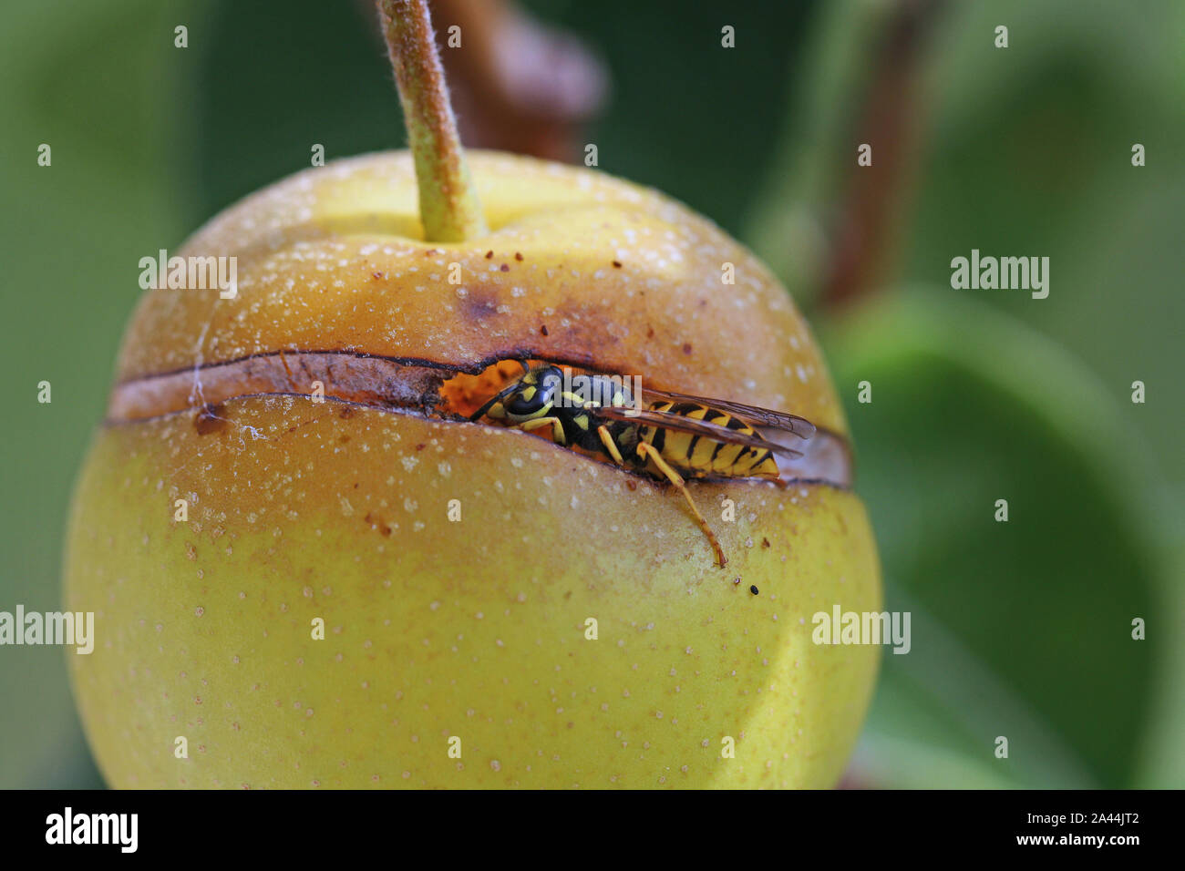 Apple tree pest hi-res stock photography and images - Alamy