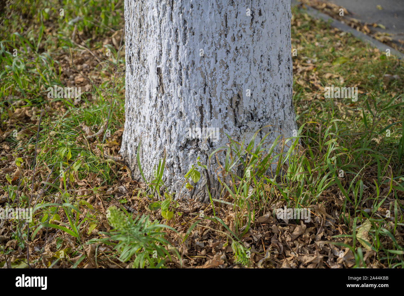 Painted trunks hi-res stock photography and images - Alamy
