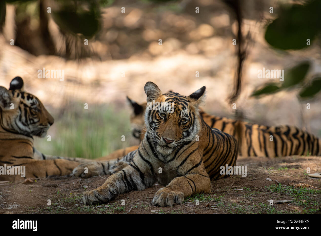 tiger cub headshot or head shot - panthera tigris Stock Photo - Alamy