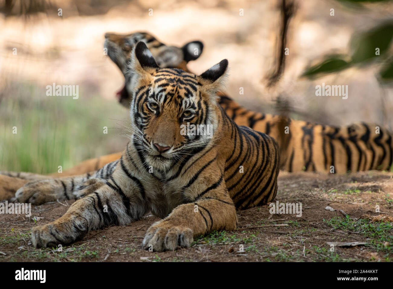 tiger cub headshot or head shot - panthera tigris Stock Photo - Alamy