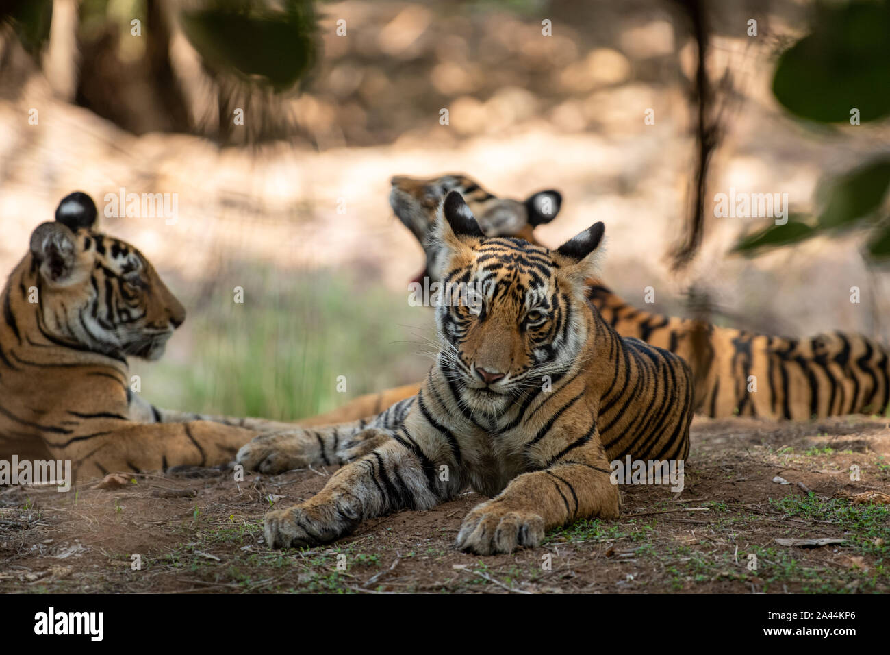 tiger cub headshot or head shot - panthera tigris Stock Photo - Alamy