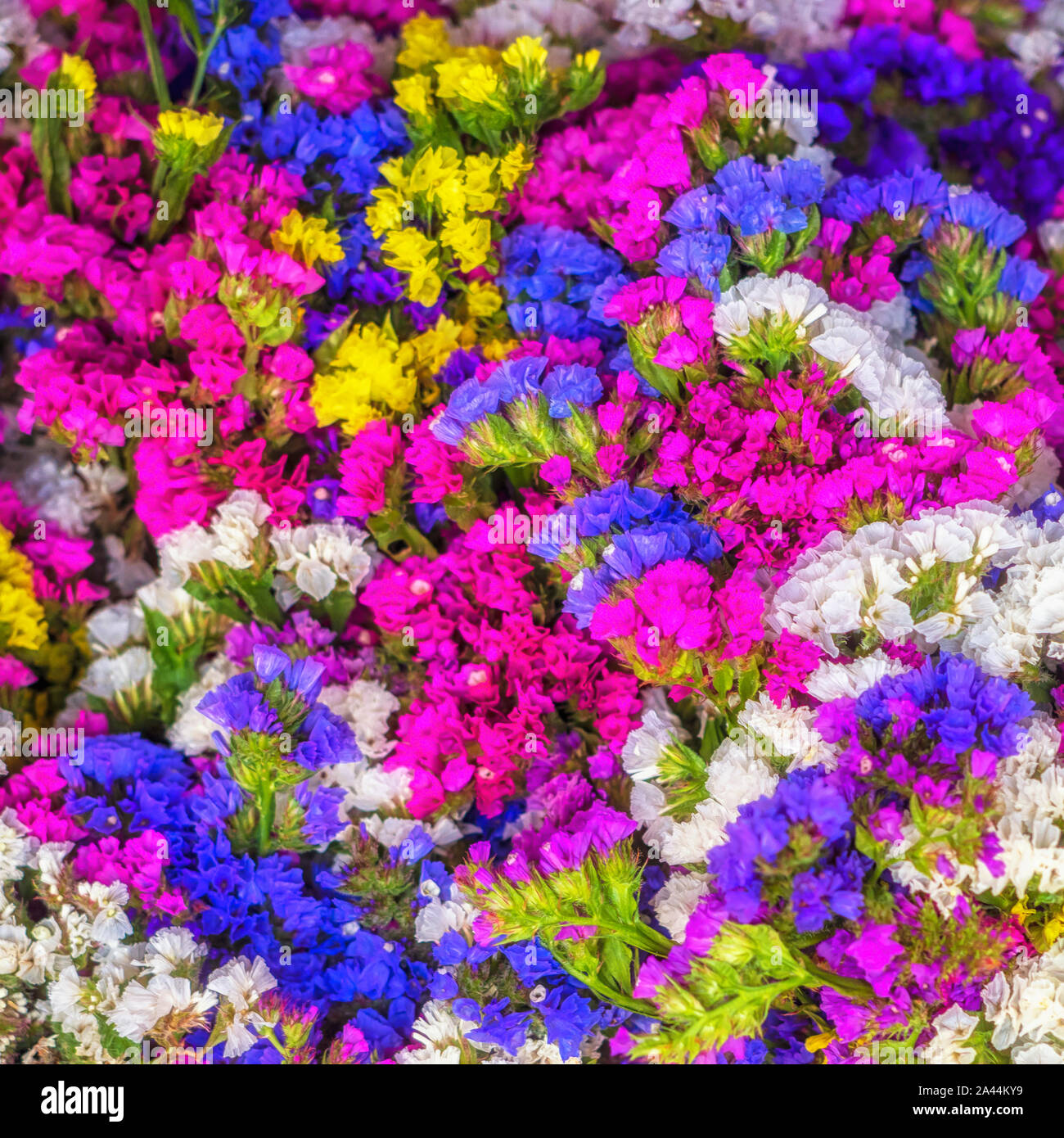 BACKGROUND TEXTURE - Bunches of colourful flowers making an abstract ...
