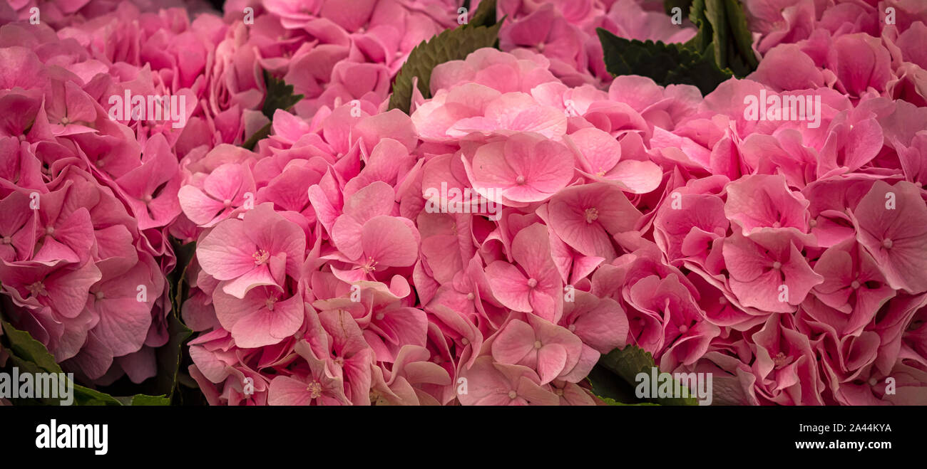 BACKGROUND TEXTURE - Panorama of colourful bunches of hydrangea flowers ...