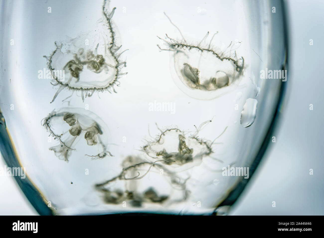 The Craspedacusta sowerbi, freshwater jellyfish in the phylum Cnidaria ...