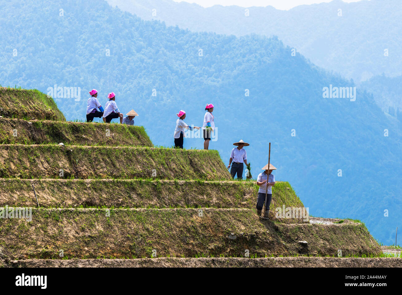 --FILE--Chinese farmers work in the Longji terraced fields in Longsheng ...