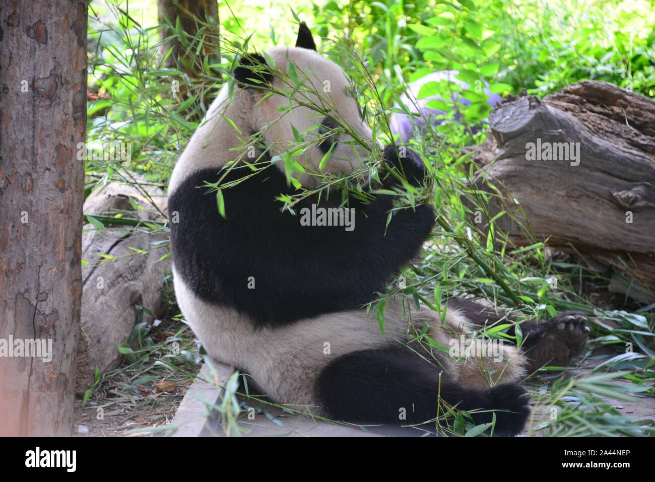 Days of rain help to ease the heatwave in Beijing so that giant pandas ...