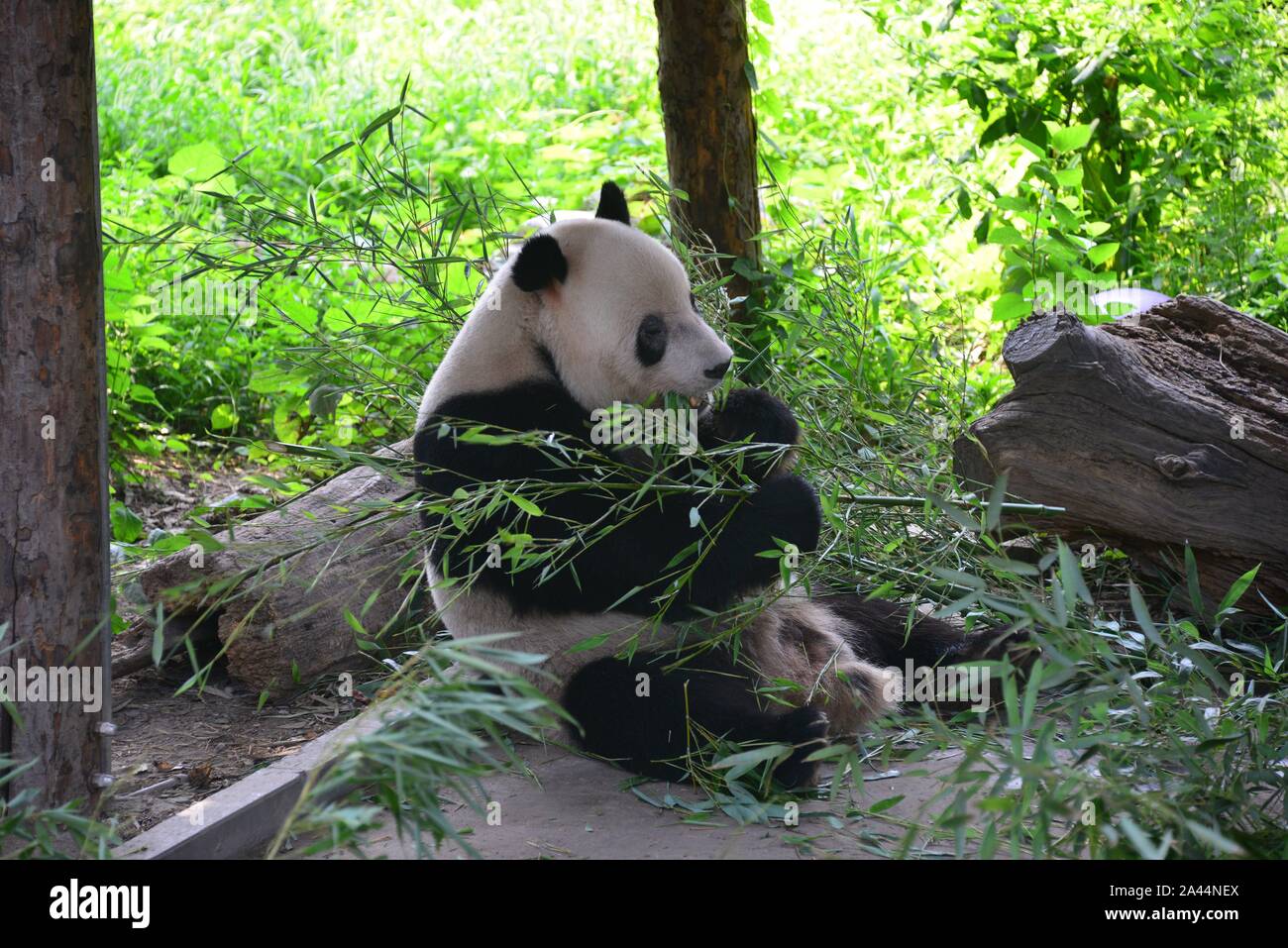Days of rain help to ease the heatwave in Beijing so that giant pandas ...