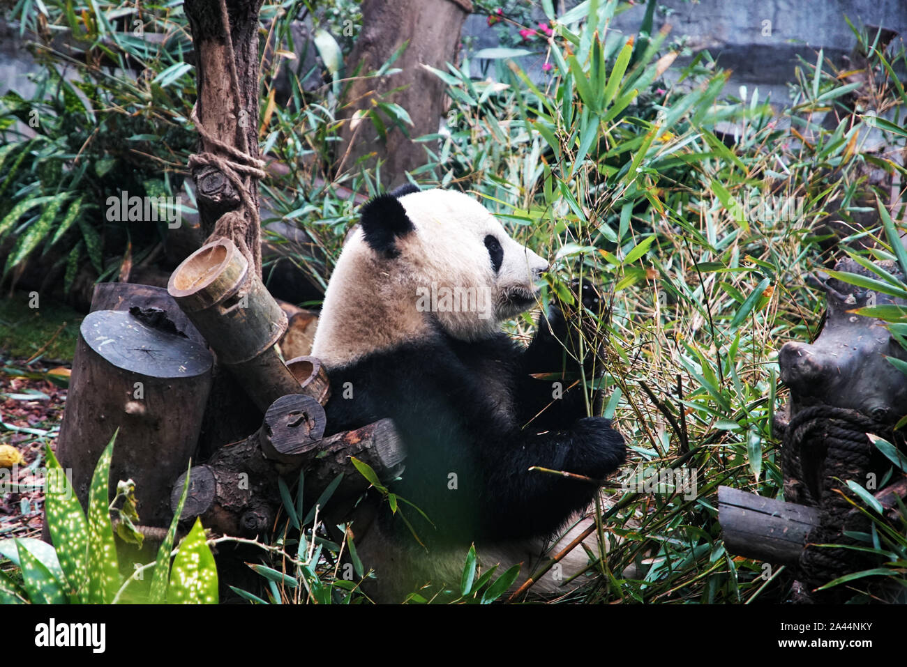 Giant pandas eat bamboo outside of rooms at Chengdu Research Base of ...