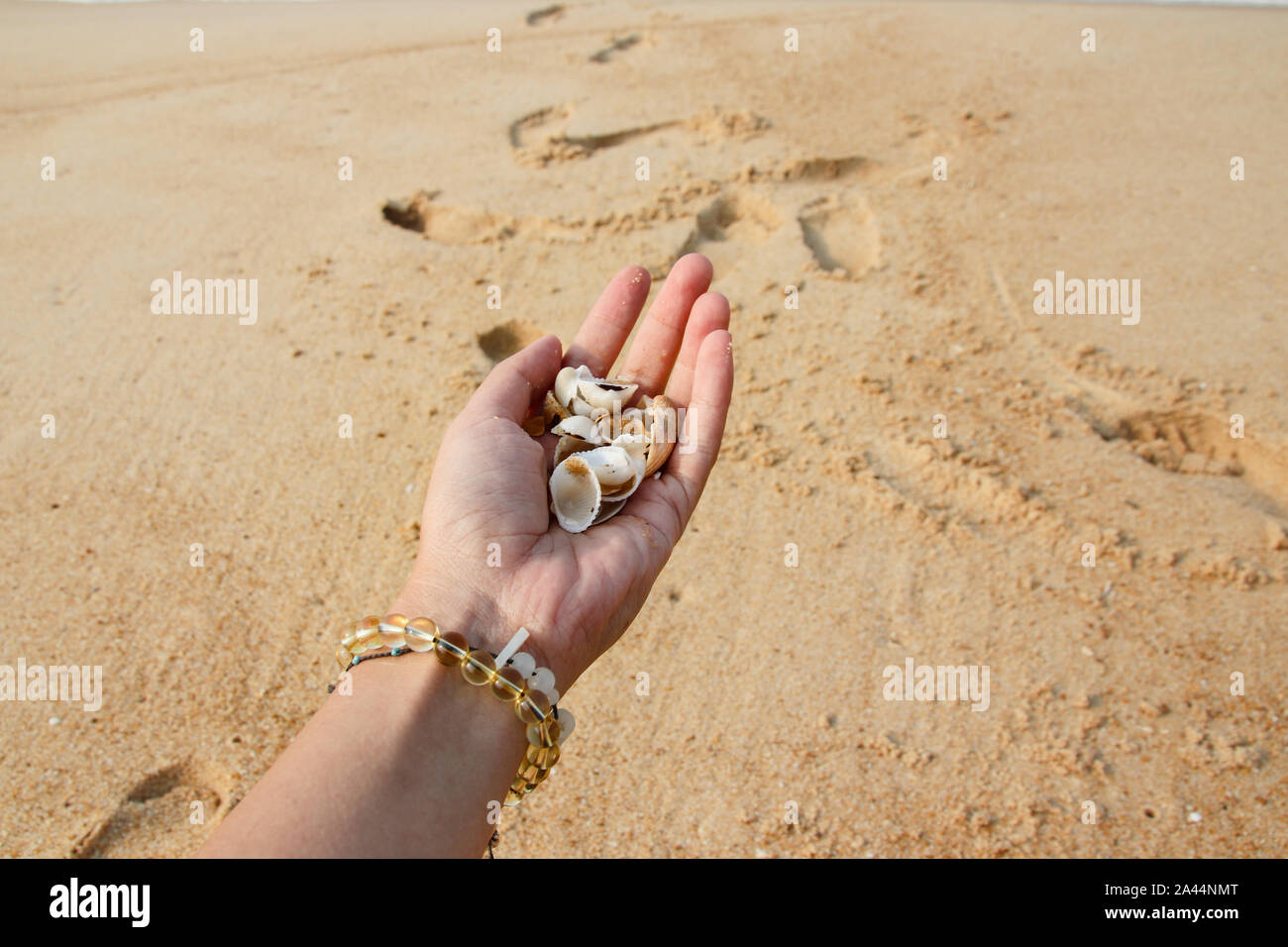 Collecting seashells at the beach and enjoying summertime despite the ...