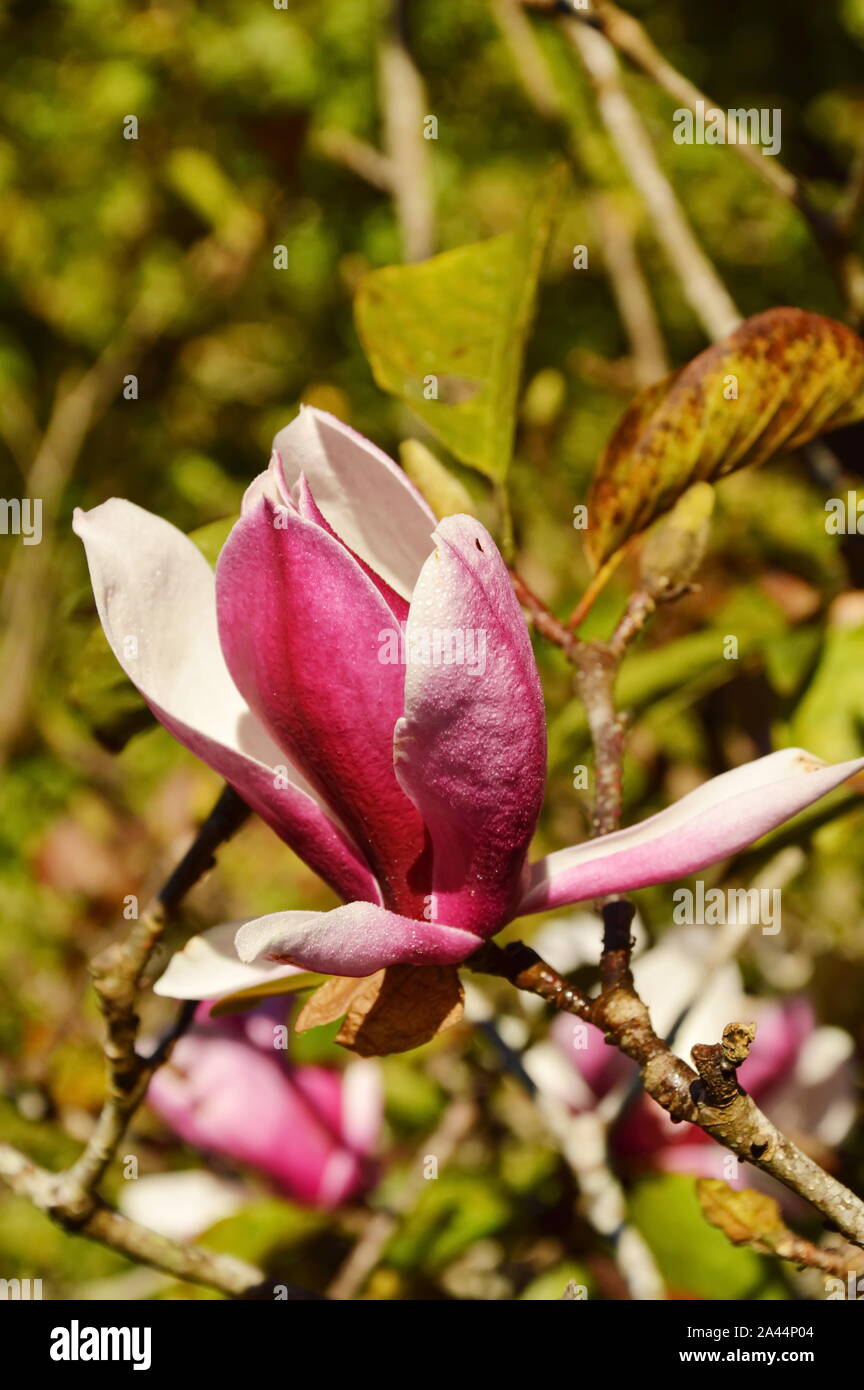 Tropical Magnolia High Resolution Stock Photography and Images - Alamy