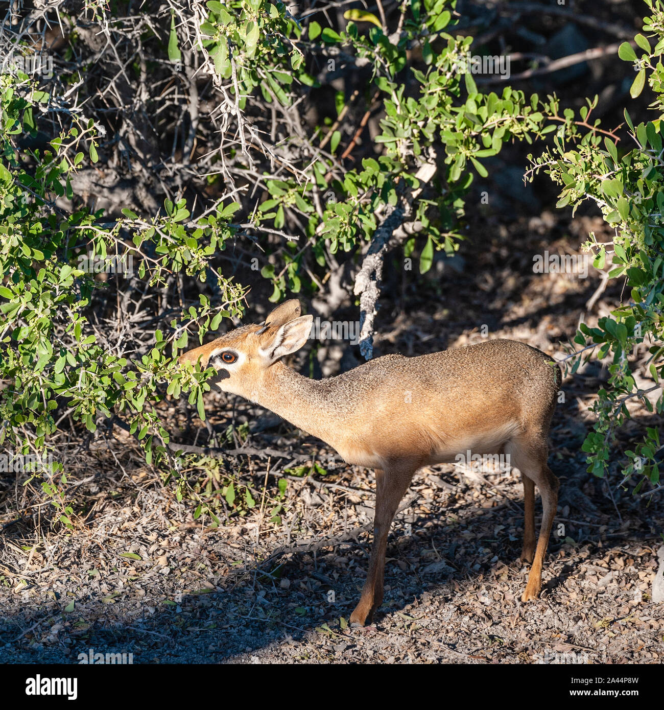 A Kirks Dik Dik -Madoqua kirkii- hiding in the bushes of Etosha ...