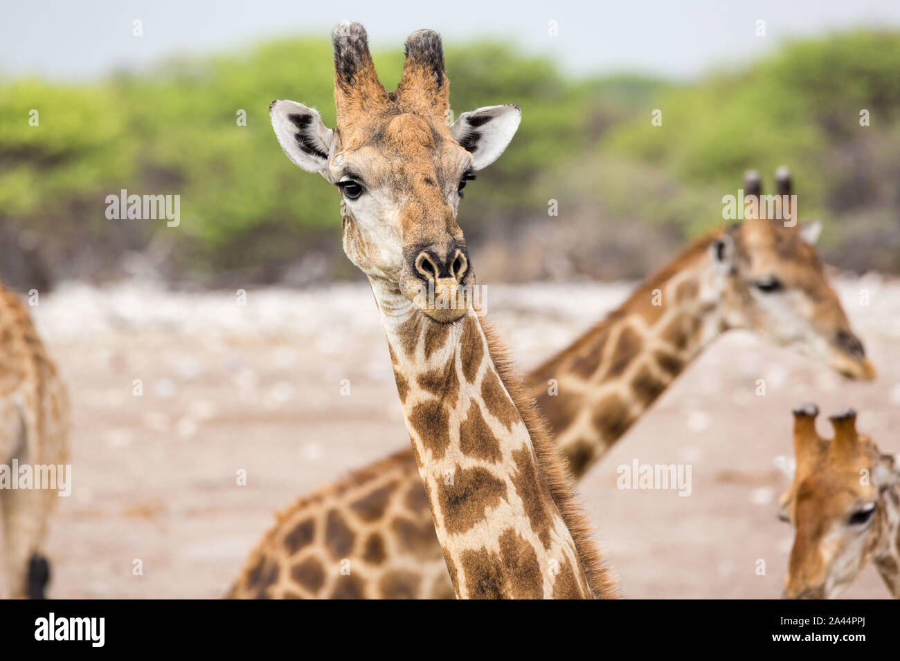Curious giraffe hi-res stock photography and images - Alamy