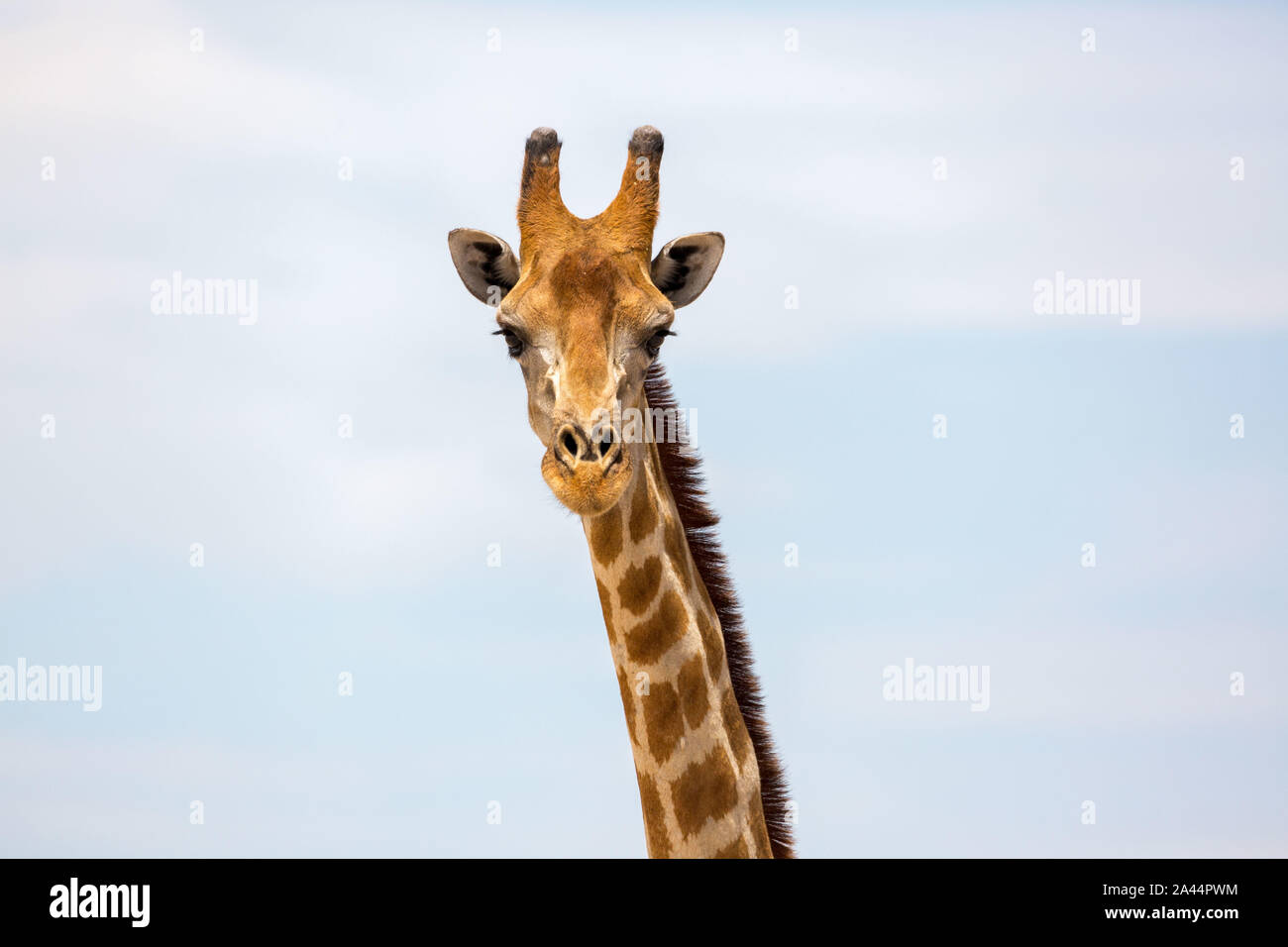 Close up of a giraffe face hi-res stock photography and images - Alamy