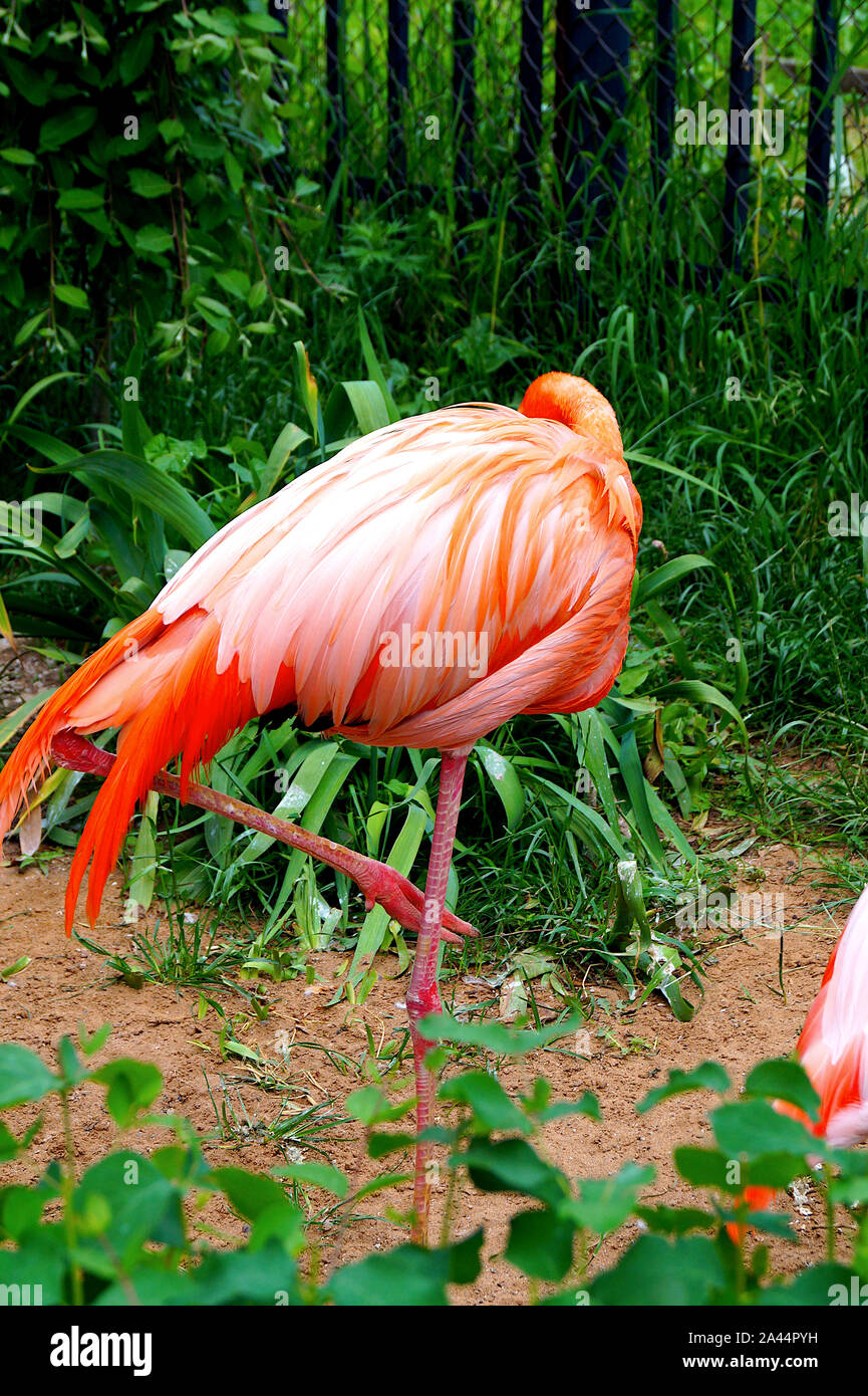 Flamingo stands hi-res stock photography and images - Alamy