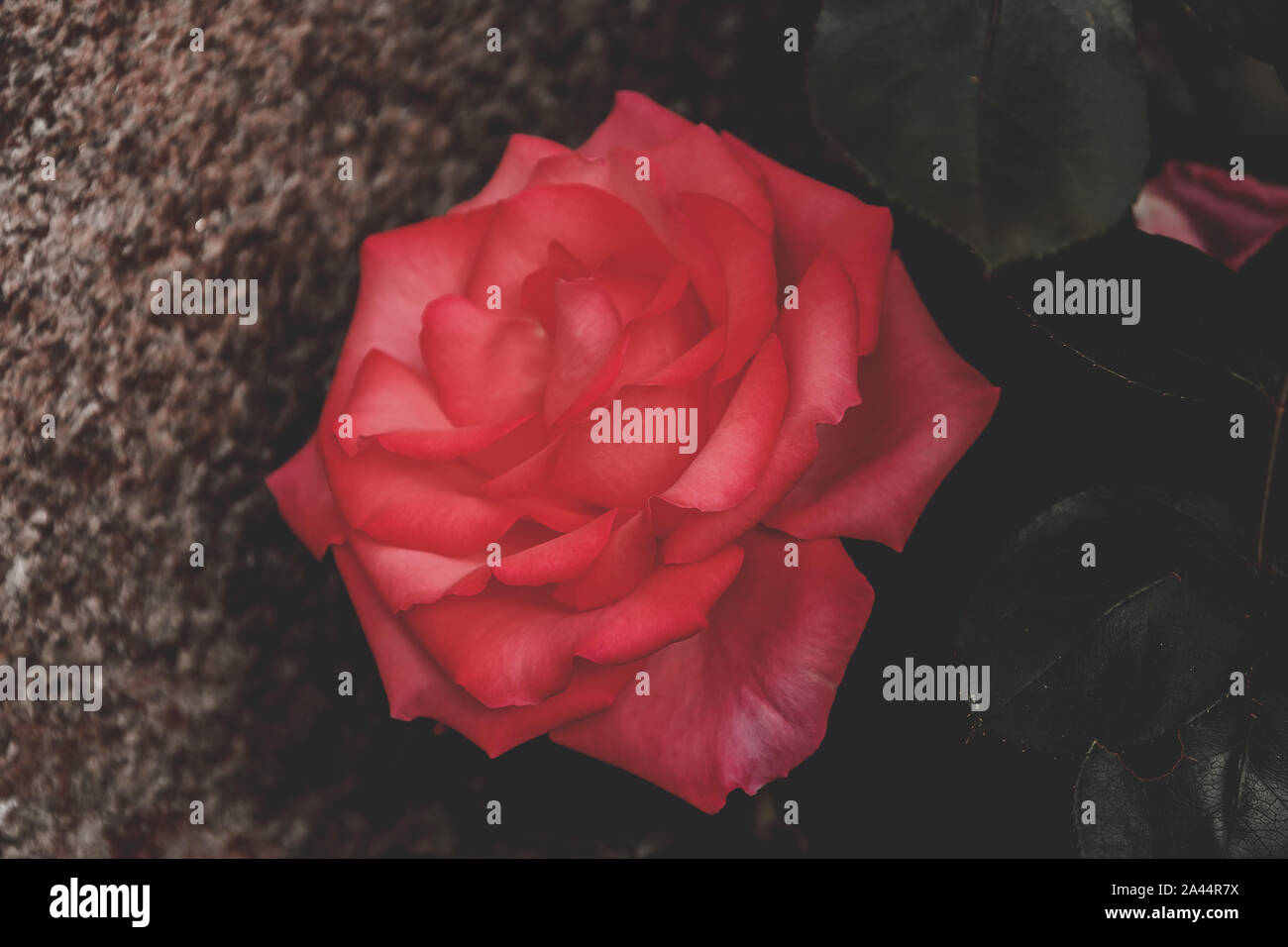 beautiful uncut red roses on their own plant in a garden, with great ...