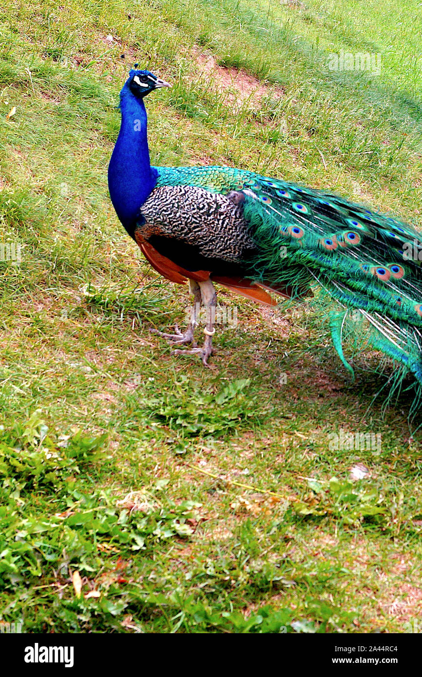 A bright peacock with a beautiful tail walks along the green grass at ...
