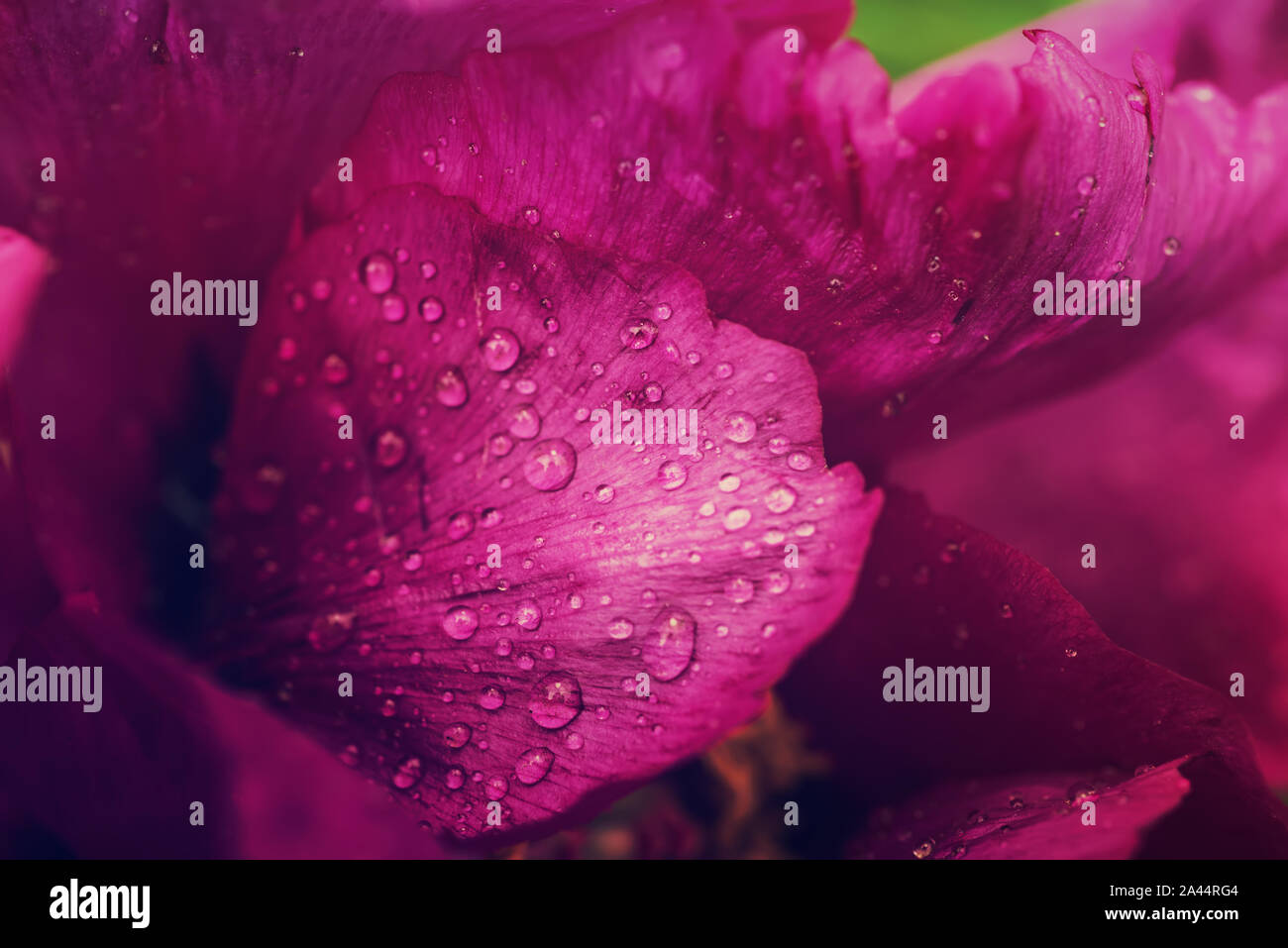 Floral natural background from pink wet peony flower petals with water ...