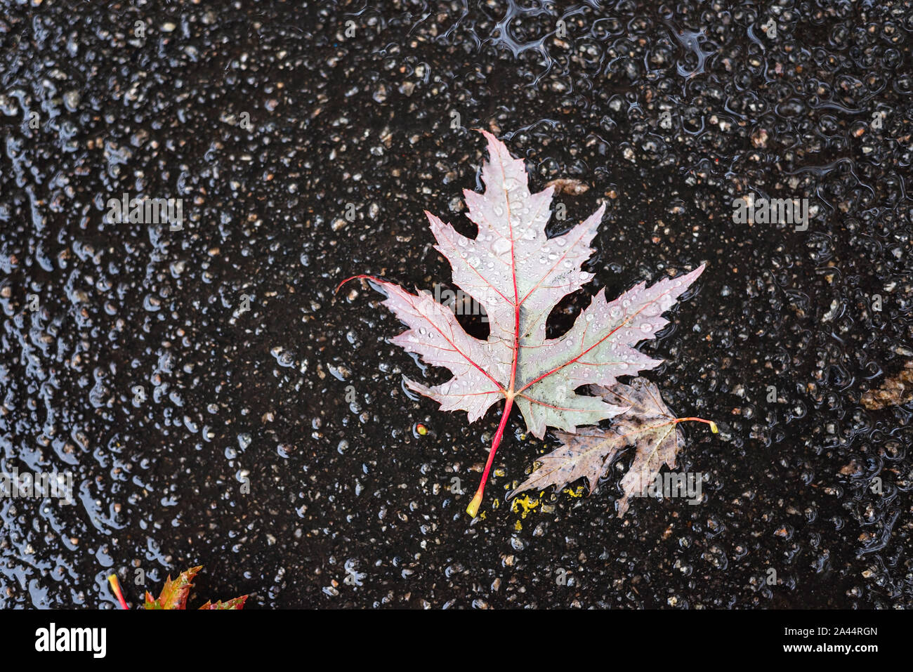 Beautiful fallen autumn leaves with water drops on ground Stock Photo ...