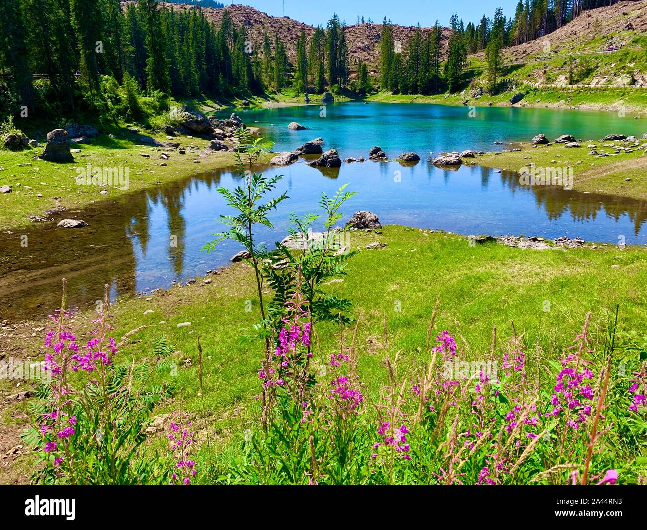 The Lake Carezza is a small alpine lake of the Dolomites of the South ...
