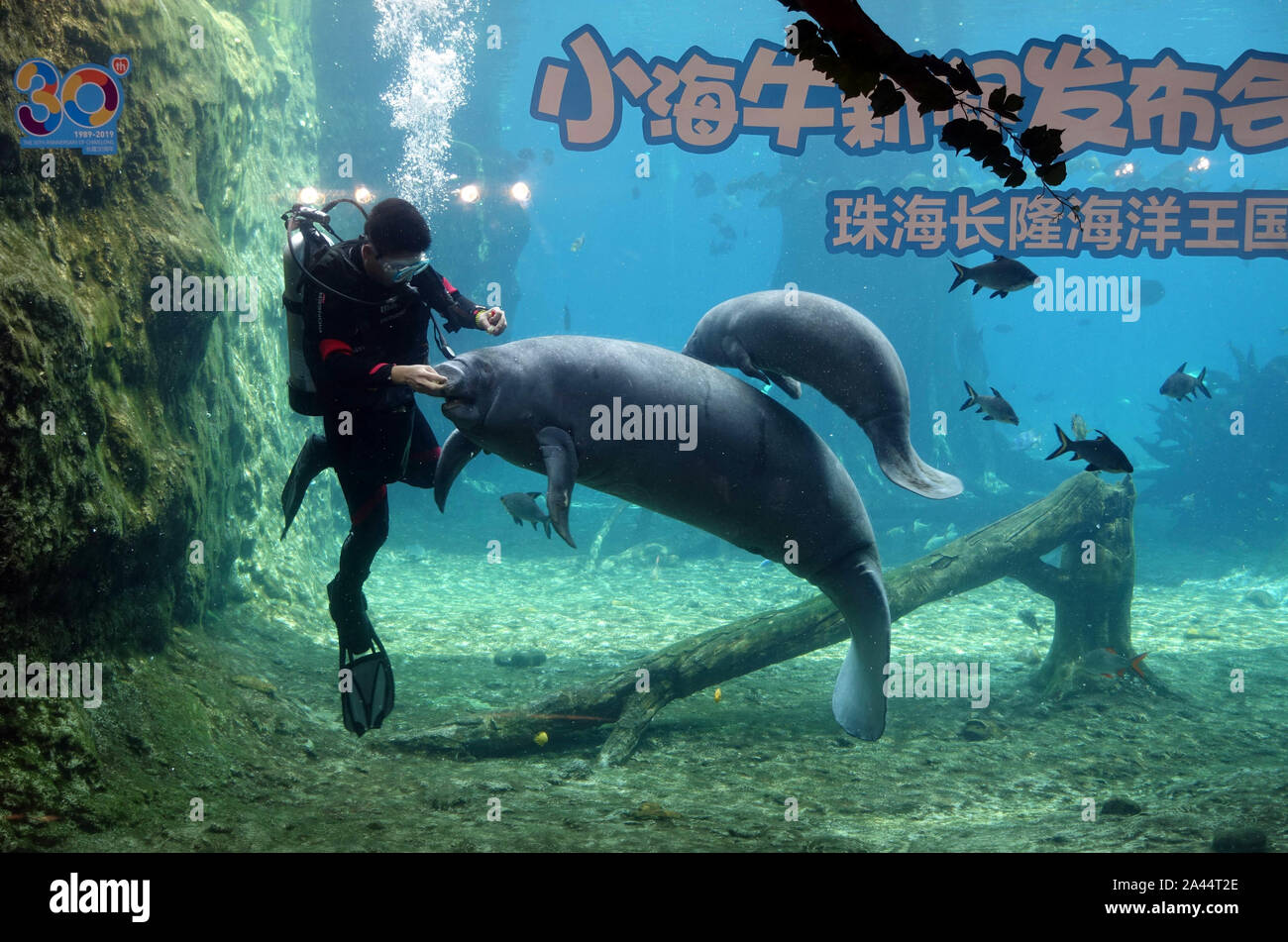 The latest born West African manatee and her mother Xixi meet visitors ...