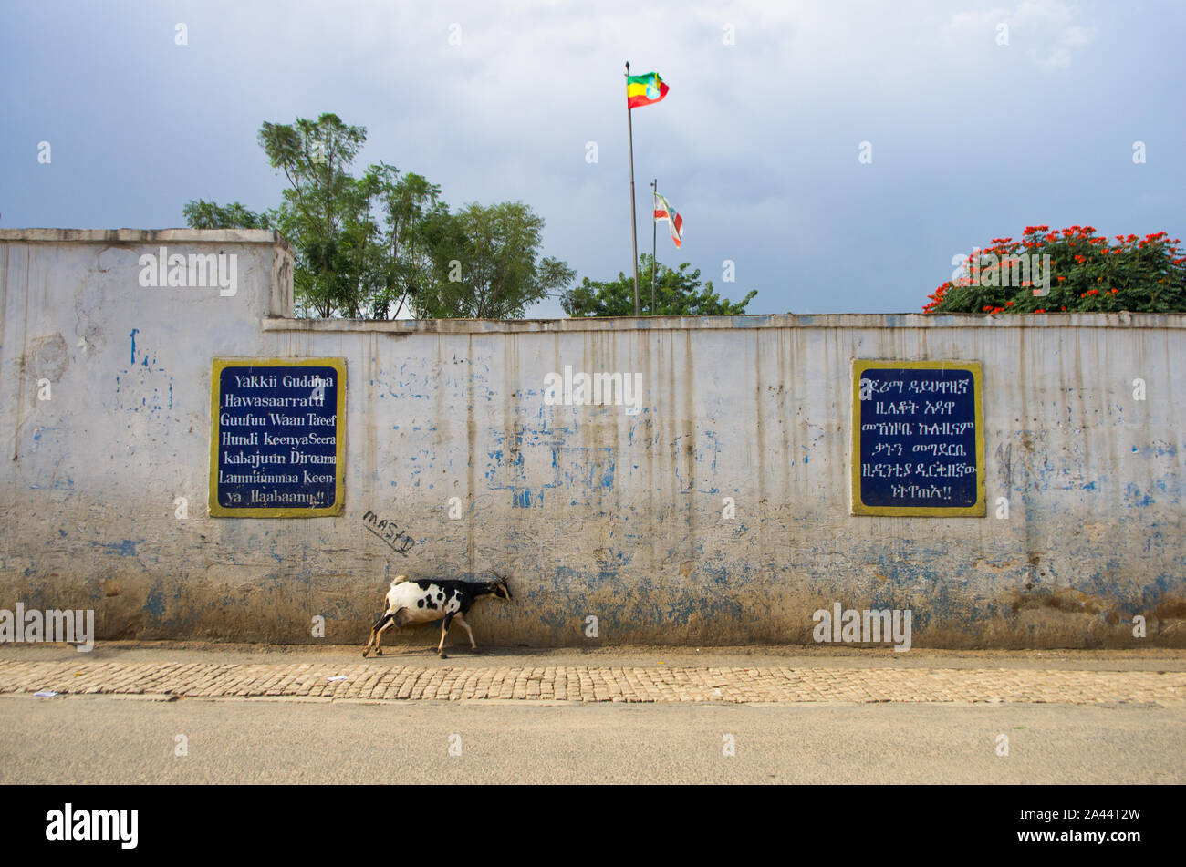 Goat walking alone through the streets of Harar, Ethiopia on a sunny ...