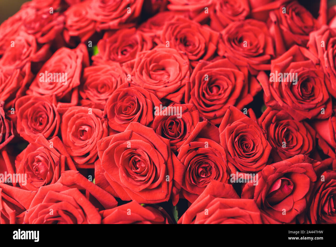 Natural red roses background. Border of Red roses bouquet Stock Photo ...