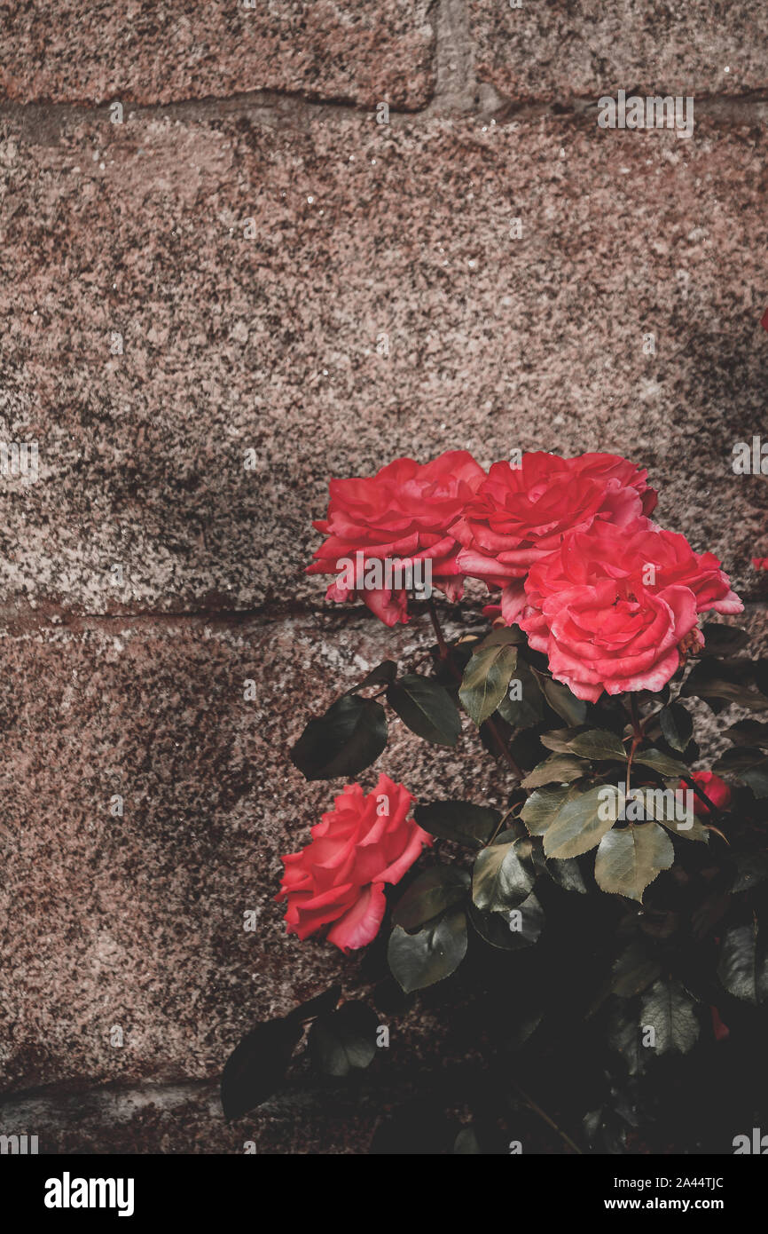 beautiful uncut red roses on their own plant in a garden, with great ...