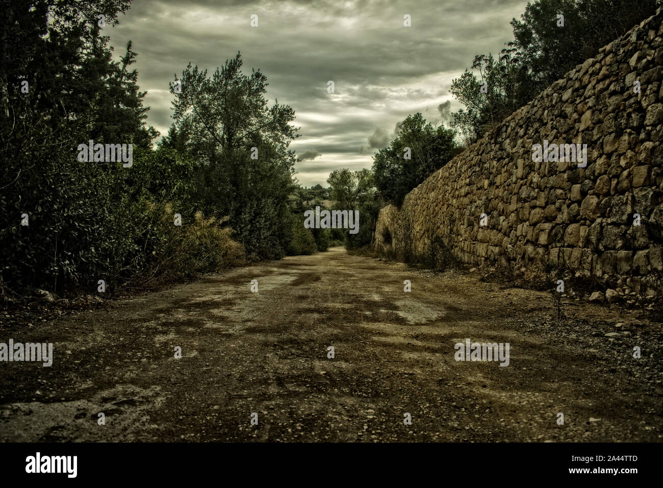 Forest alleyway hi-res stock photography and images - Alamy