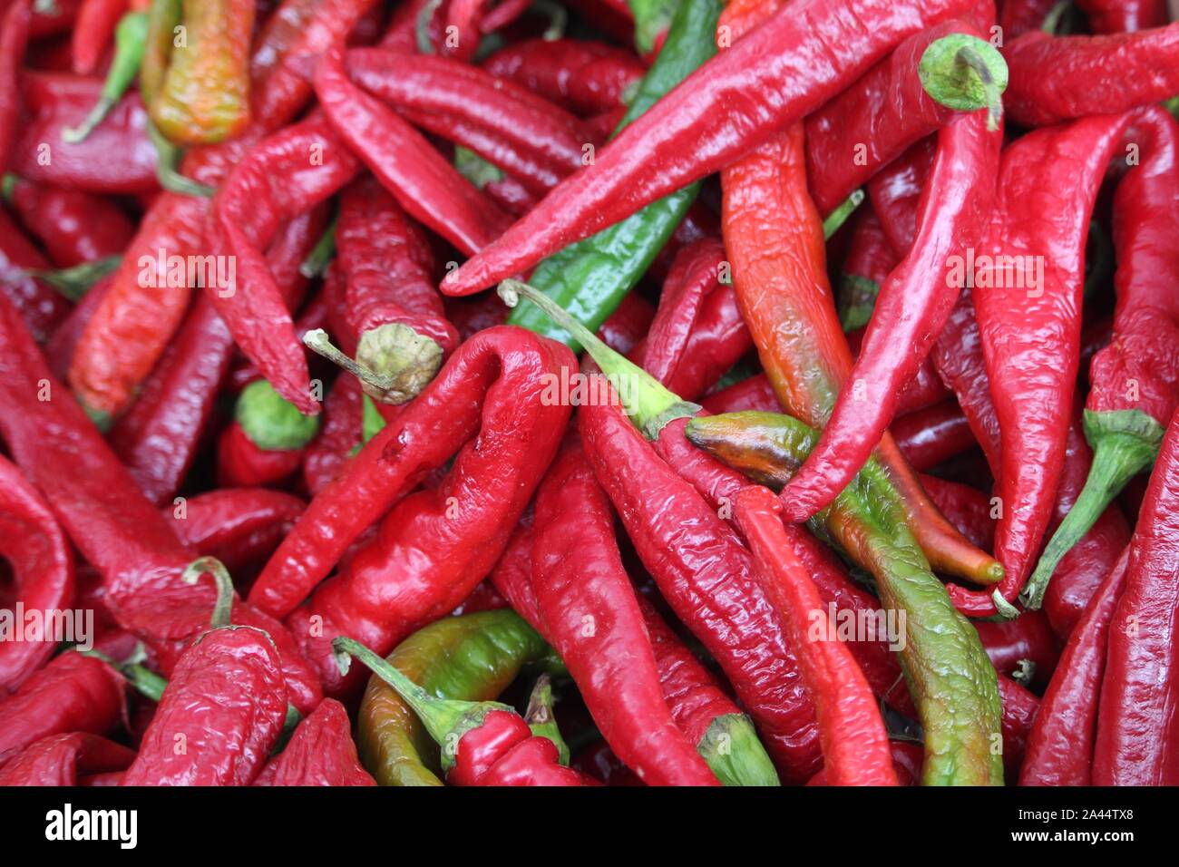 Chili of extraordinary beautiful color and delicious taste Stock Photo ...