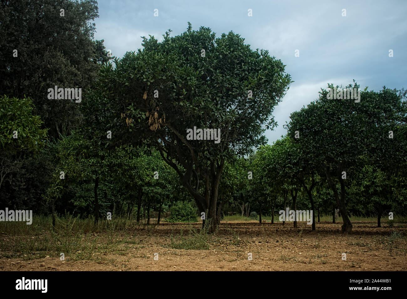 Trees in Buskett in Malta Stock Photo - Alamy