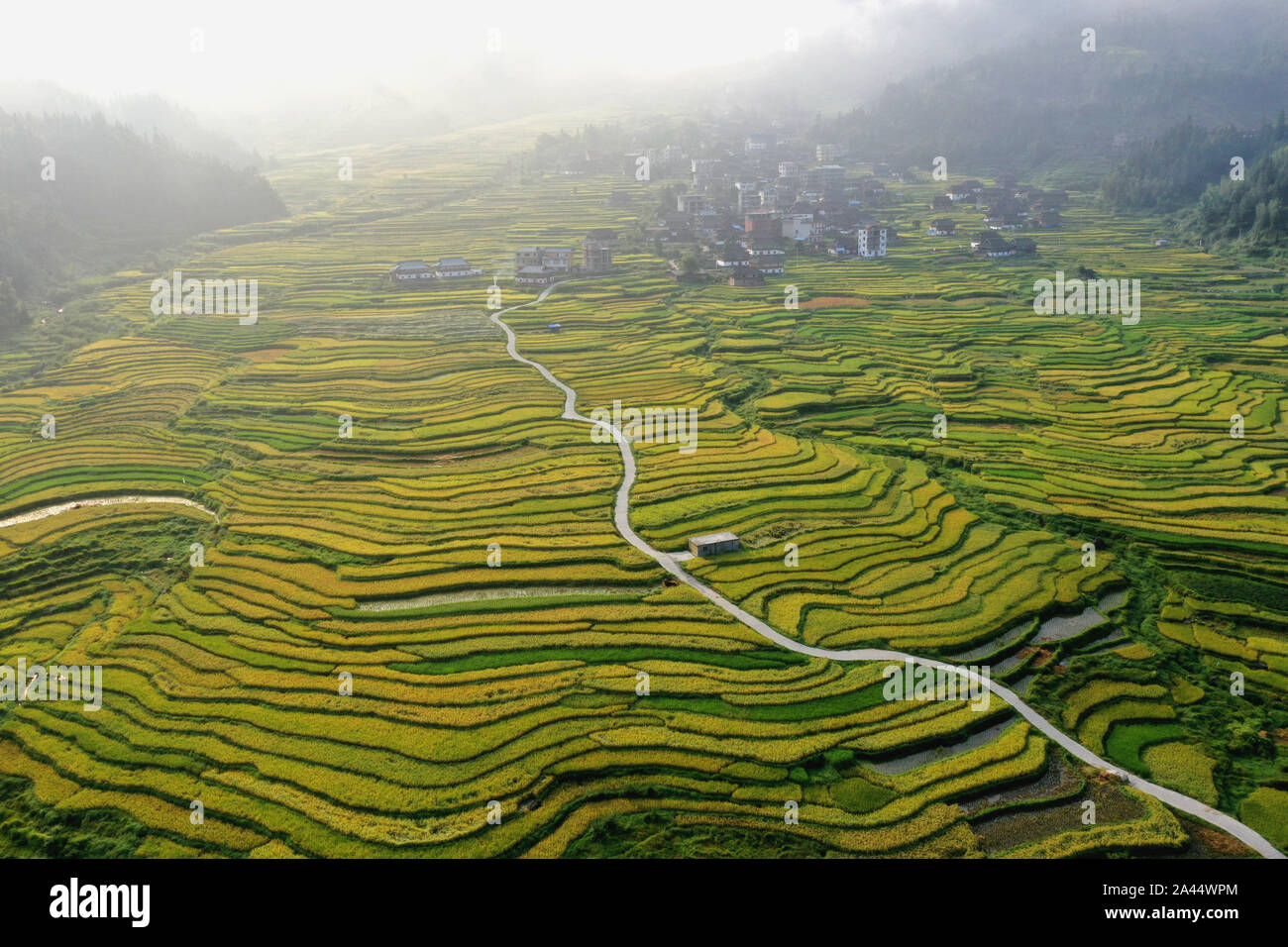 Aerial view of the hybrid rice field in Congjiang county, south-west ...
