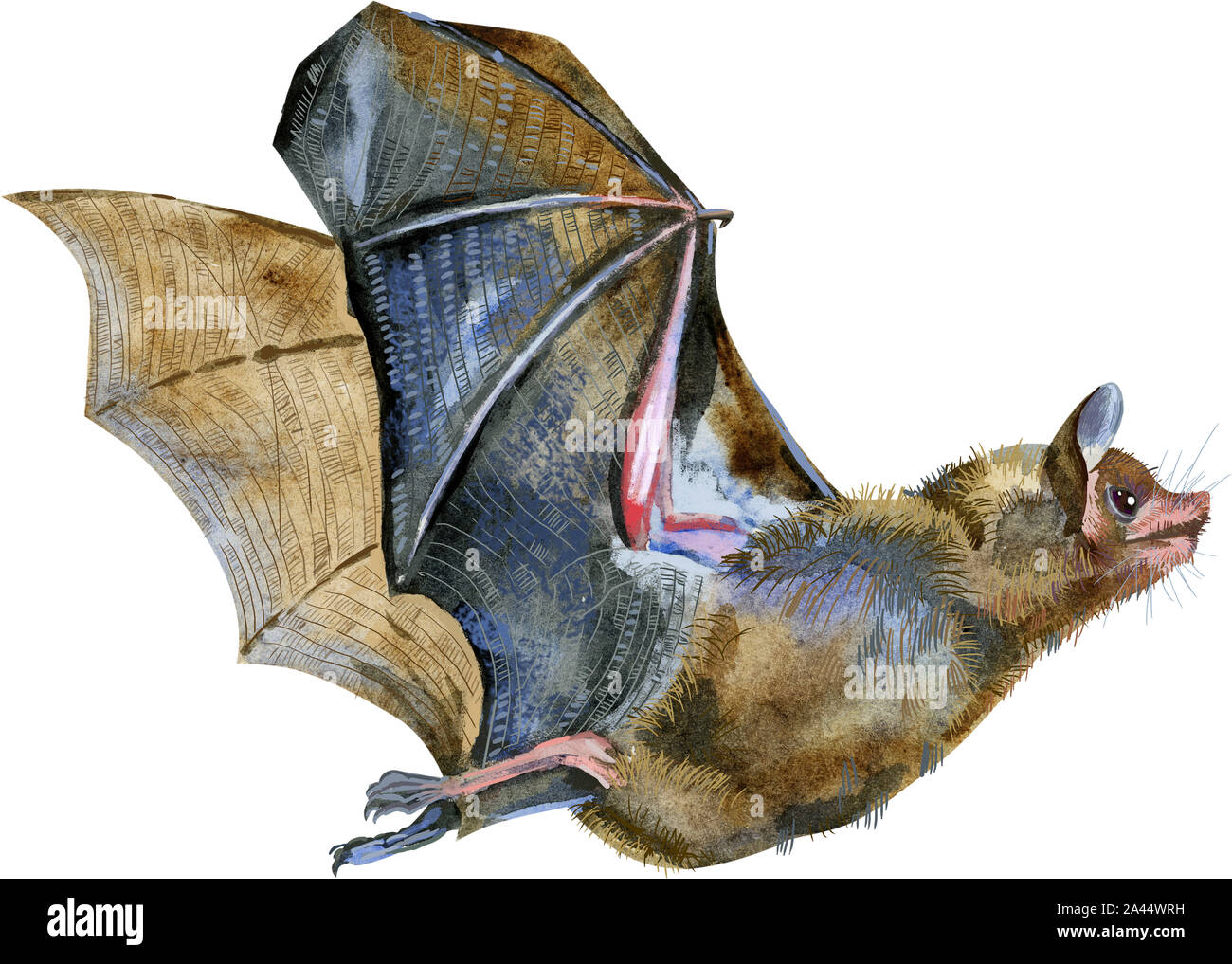 Watercolor illustration of a bat in white background Stock Photo - Alamy
