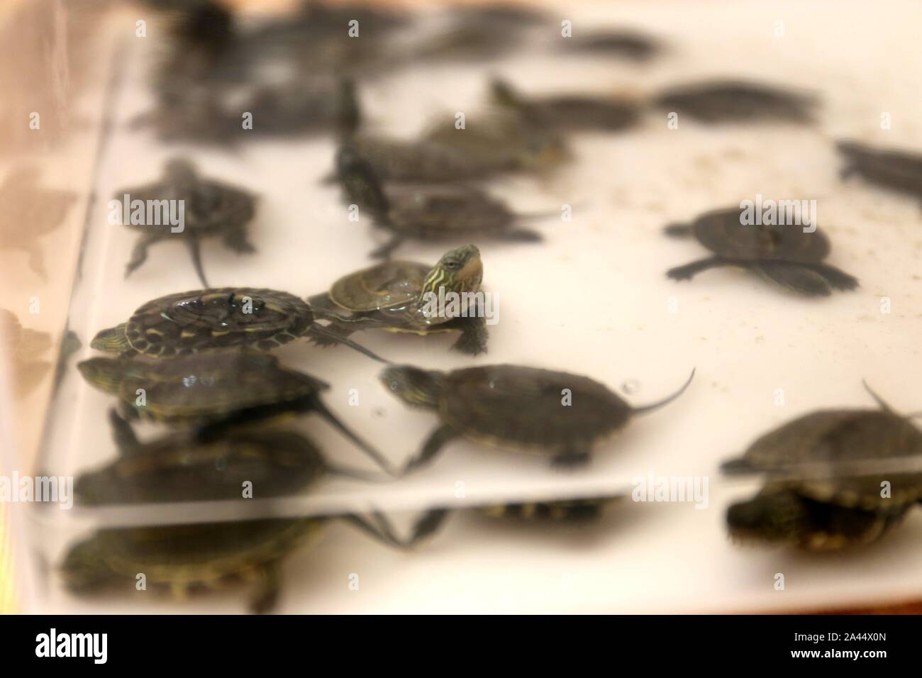 Tiny turtles are displayed as exotic pet at Pet Fair Asia 2019 in ...