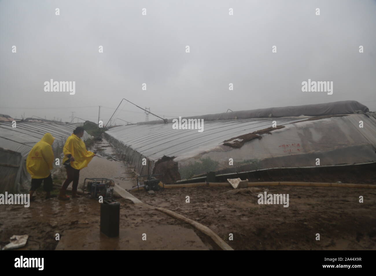 Chinese villagers pump water from the vegetable greenhouses submerged ...