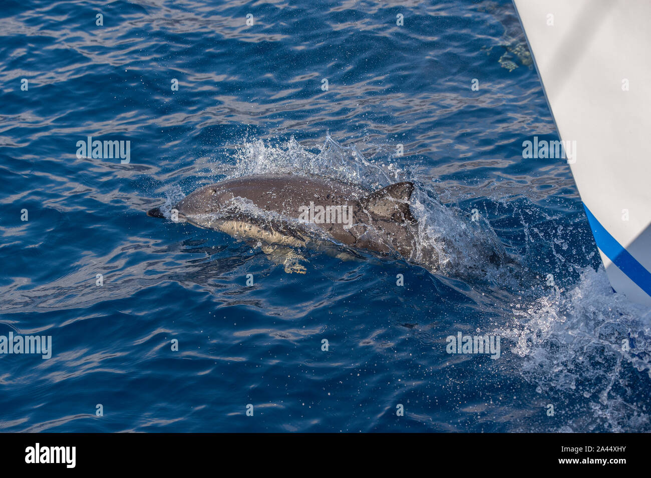 Common dolphin (Delphinus delphis) swimming alongside a yacht, bow ...