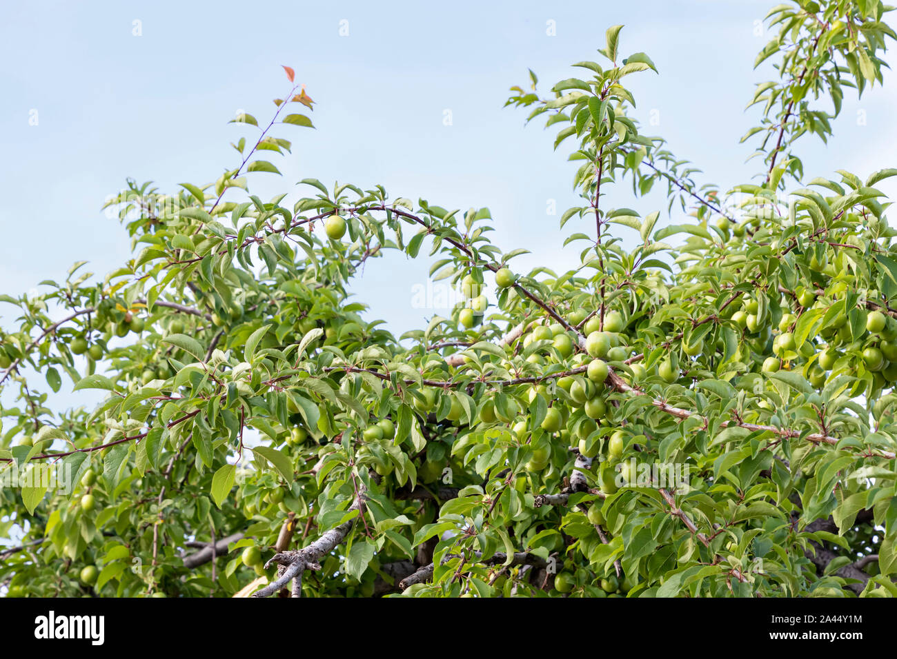 Branches of apricot fruit hi-res stock photography and images - Alamy