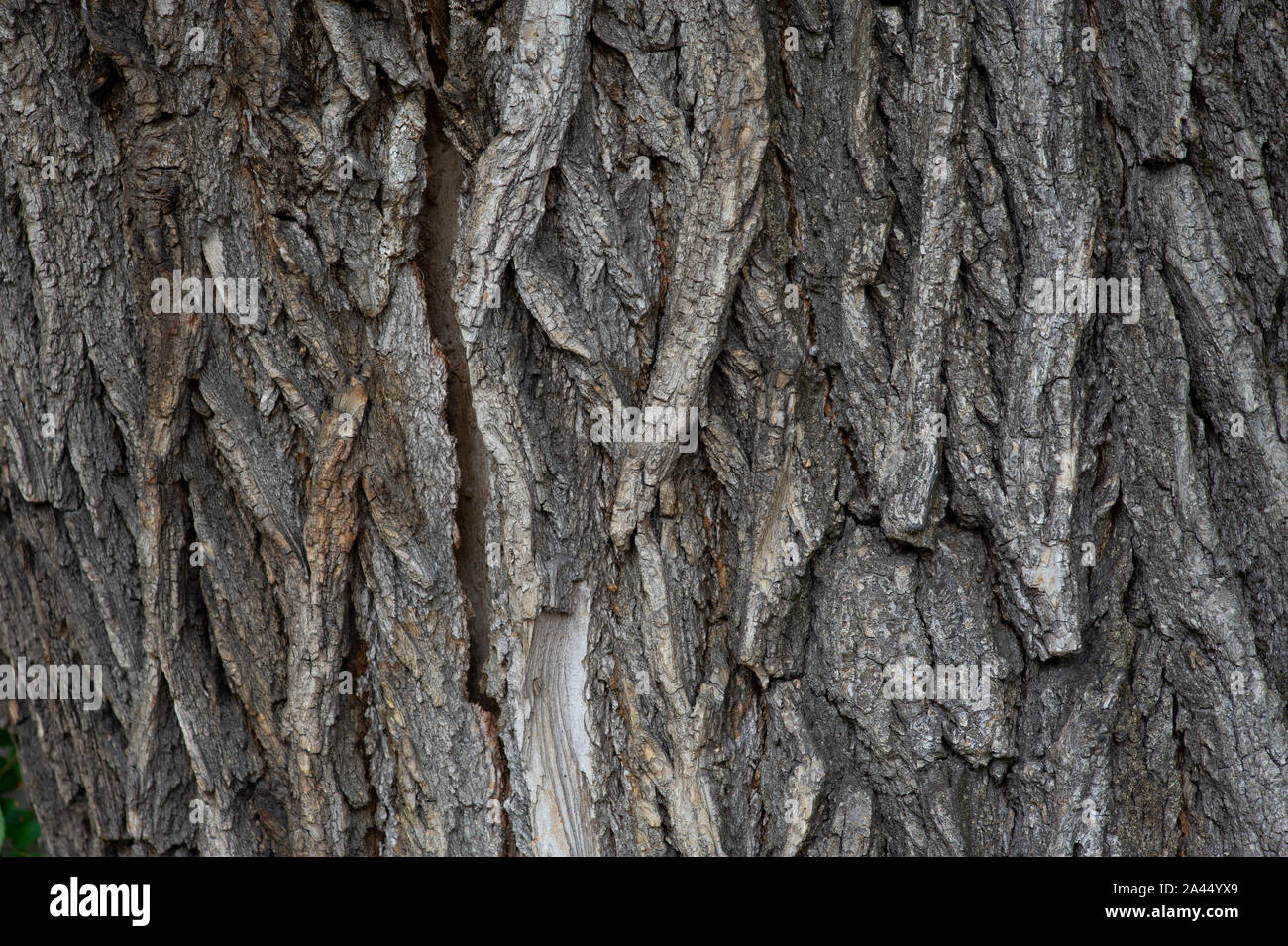 bark of tree texture. Wood bark texture. Part of a tree in daylight ...