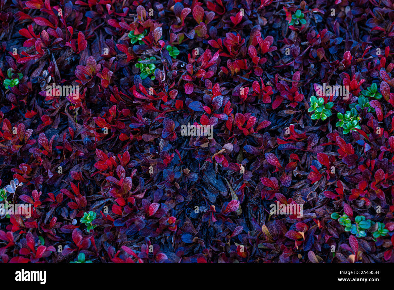 Amazingly beautiful natural floral background. View from above. Natural ...