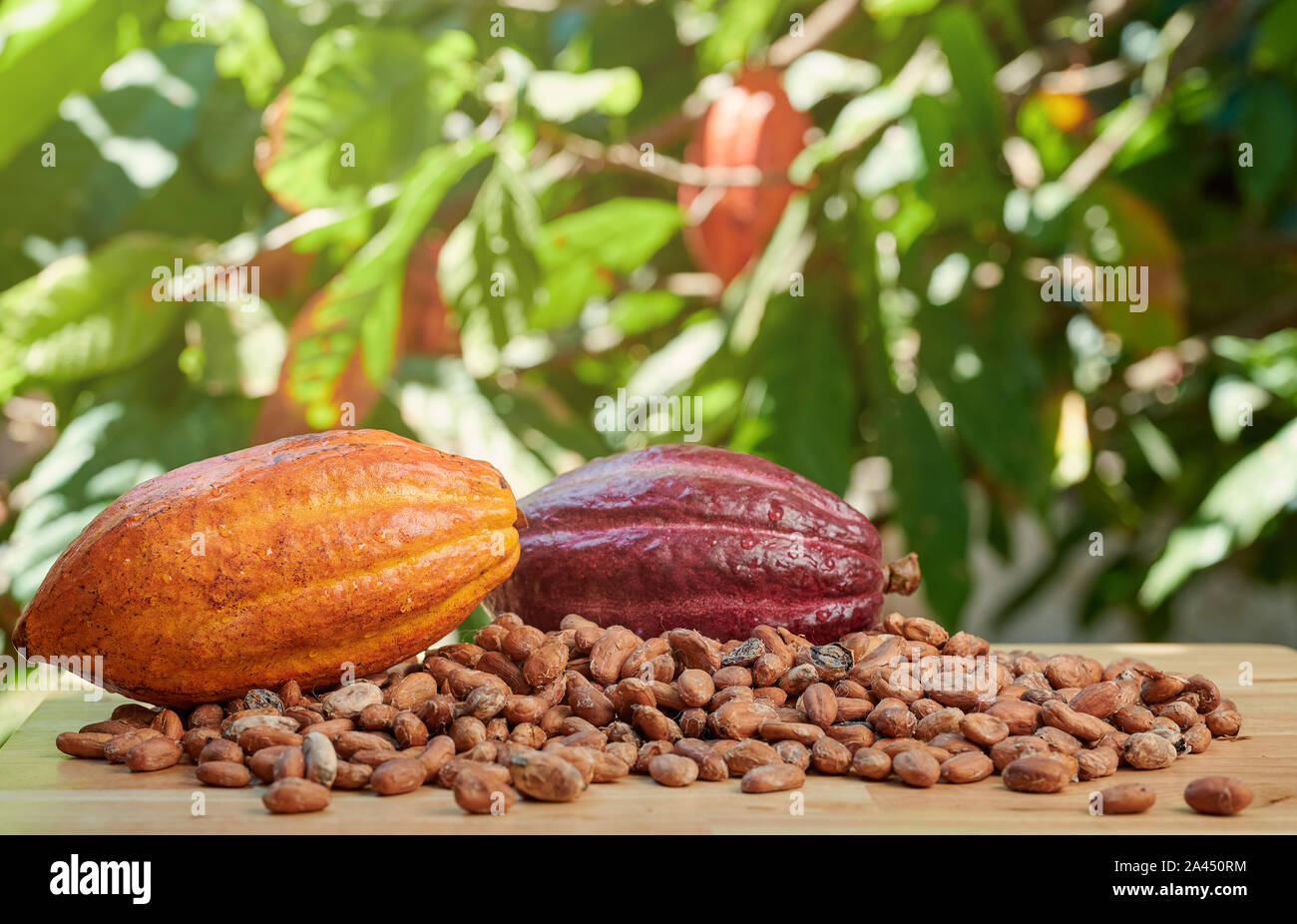 Ripe cocoa fruit hi-res stock photography and images - Alamy