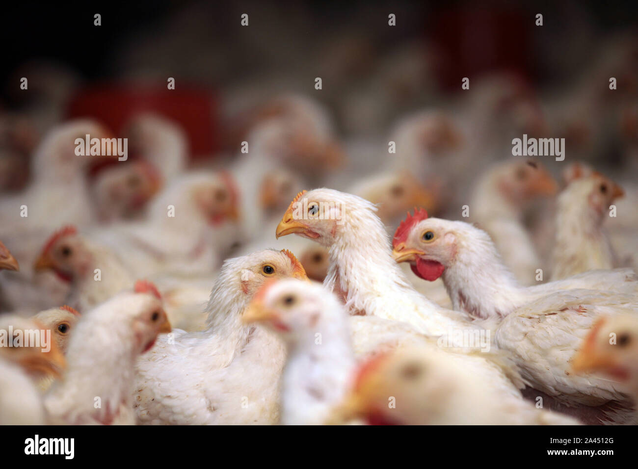 Poultry processing hi-res stock photography and images - Alamy