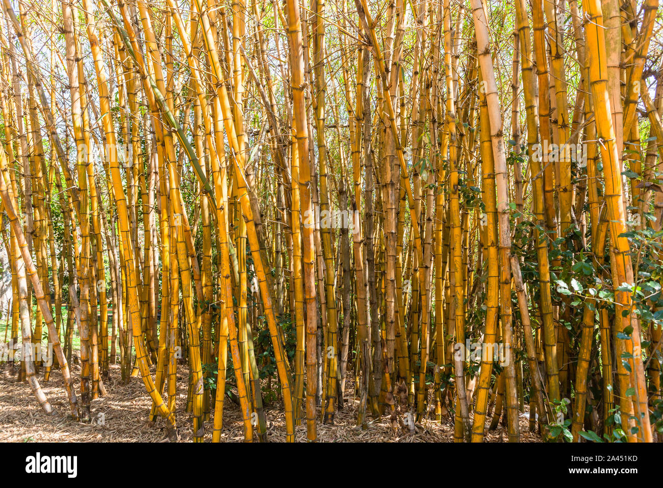 Garden with bamboo shoots plants trees outdoors summer spring landscape ...