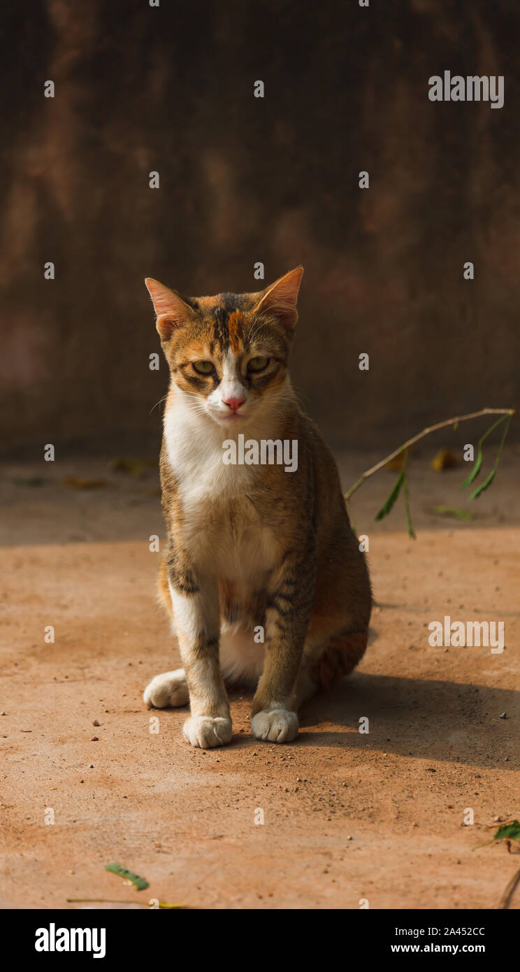 Street cat india hi-res stock photography and images - Alamy